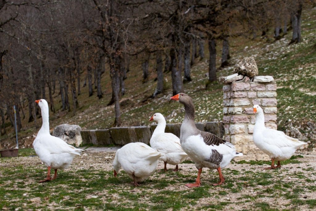 L'agriturismo in fattoria, anzi... la vera fattoria agricola! - Azienda ...