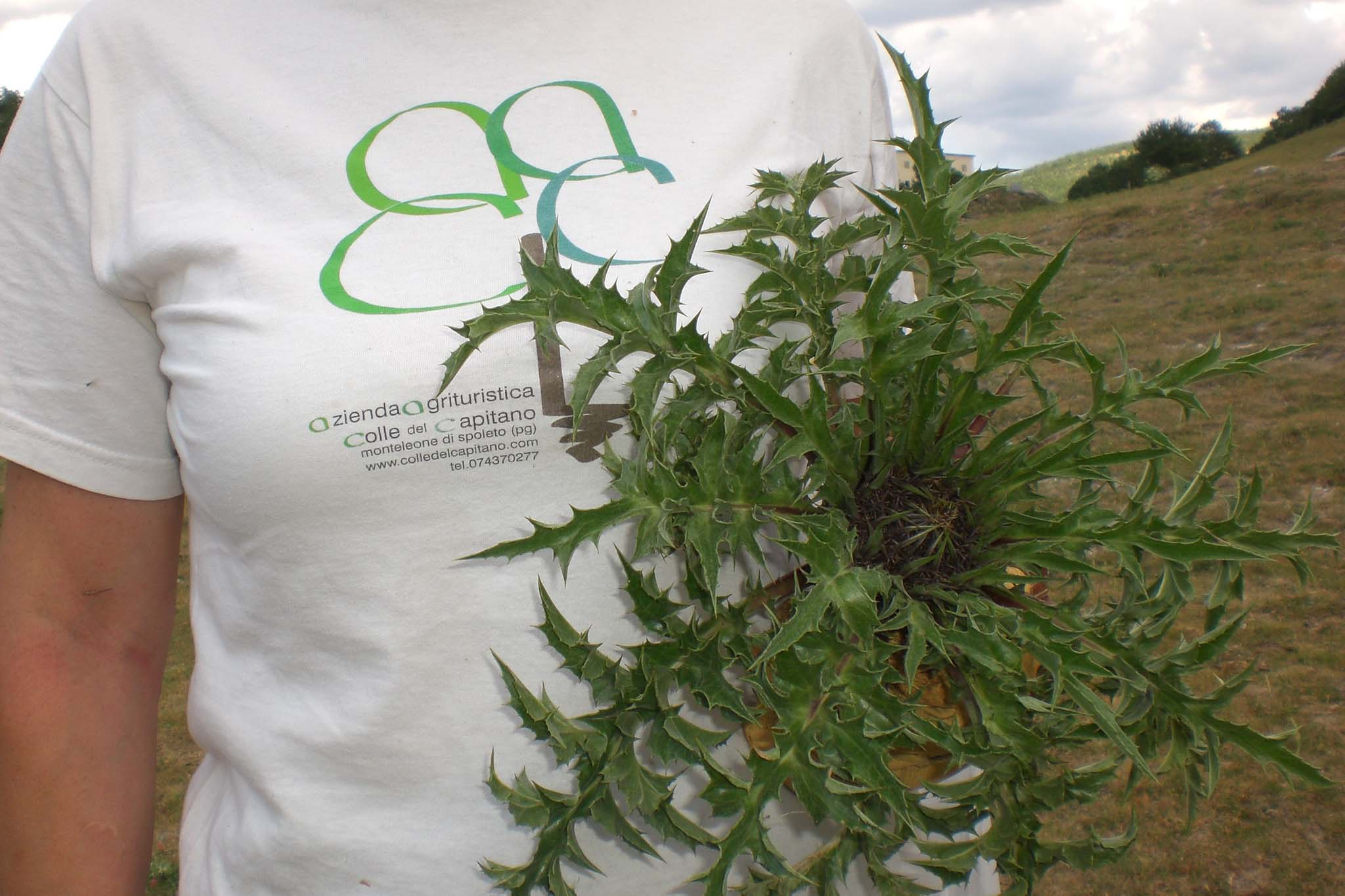 Giornata del carduccio - Azienda Agrituristica Colle del Capitano